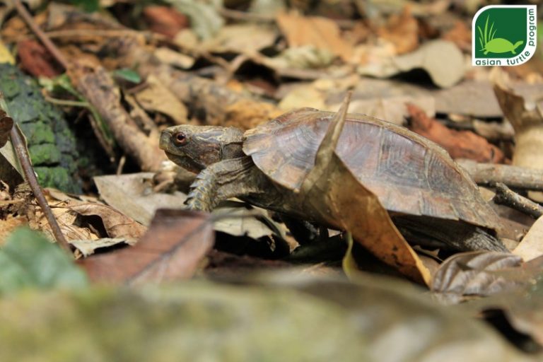 Release of Keeled Box Turtles in Cuc Phuong National Park, Vietnam