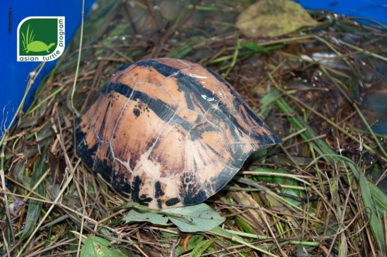 confiscated Cuora bourreti