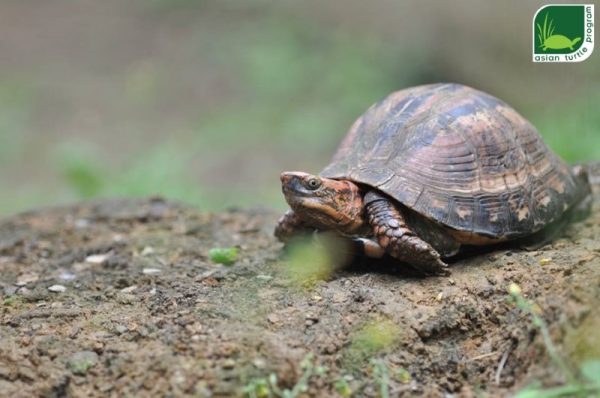 Vietnam passes new law protecting endangered turtles – 13 species given ...