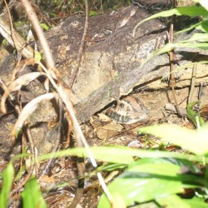 47 critically endangered Bourret’s Box Turtles have returned home