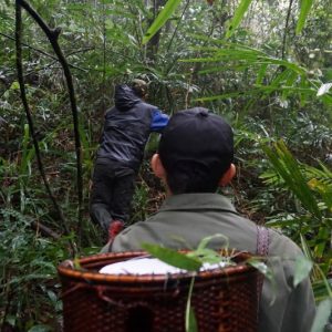 47 critically endangered Bourret’s Box Turtles have returned home