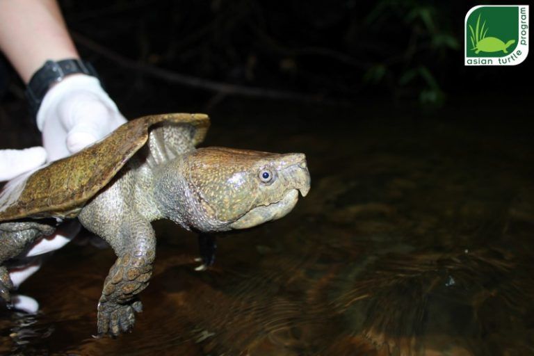 The Big-headed Turtle (Platysternon megacephalum) Project