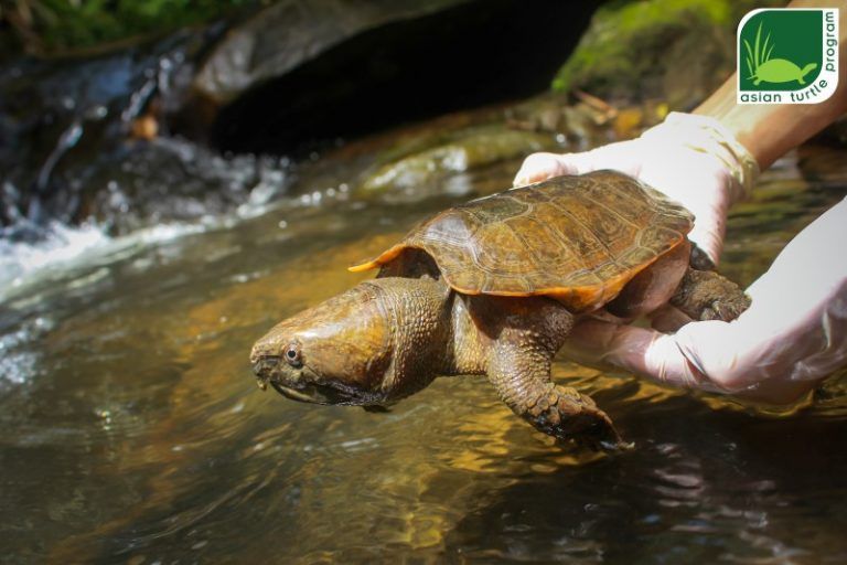 The Big-headed Turtle (Platysternon megacephalum) Project