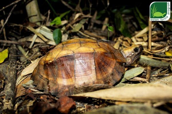 Screening and release of turtles in Pu Mat National Park, Vietnam