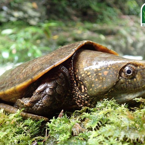 Asian Turtle Program