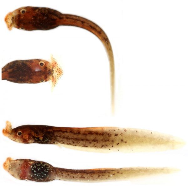 Tadpoles of genus Megophrys described in Vietnam