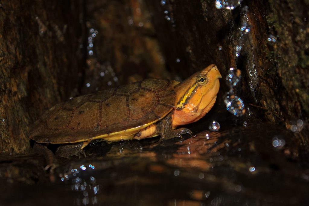 The Big-headed Turtle (Platysternon megacephalum) Project