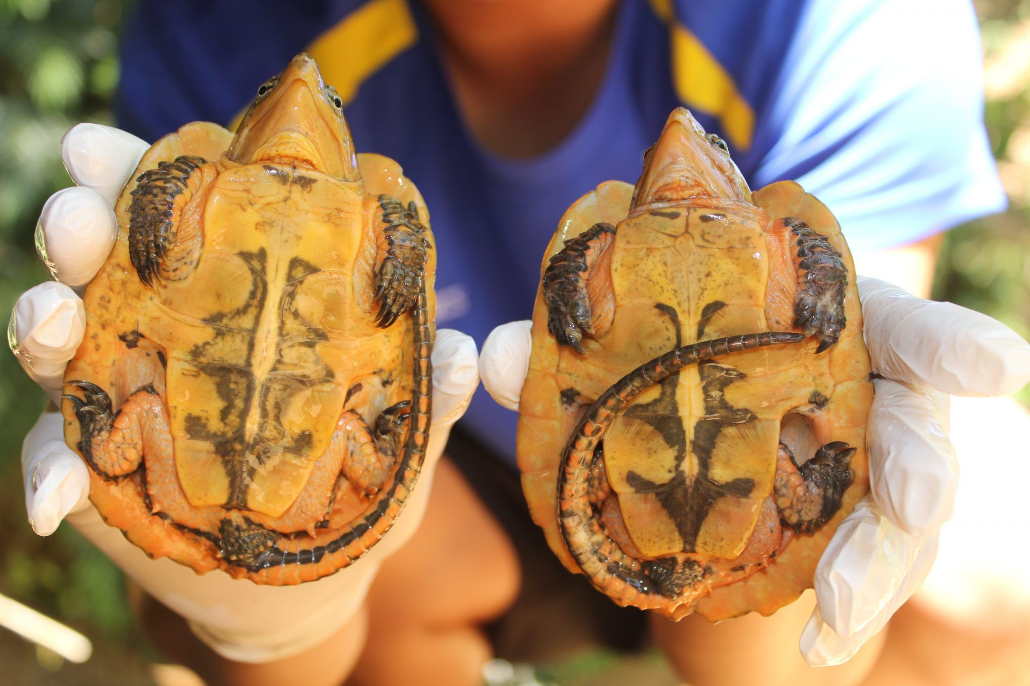 Interview survey to identify local threats to the Big-headed Turtle