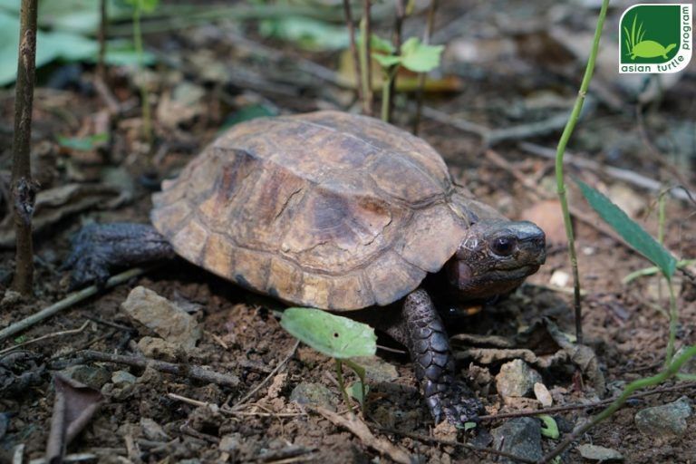 The Turtle Conservation Centre Receives A Keeled Box Turtle Found In ...