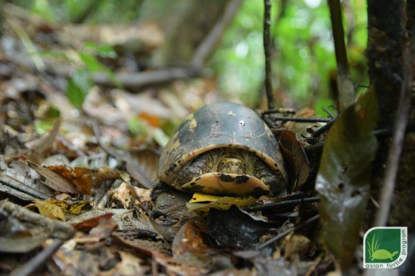91 Critically Endangered Turtles Released In Central Vietnam