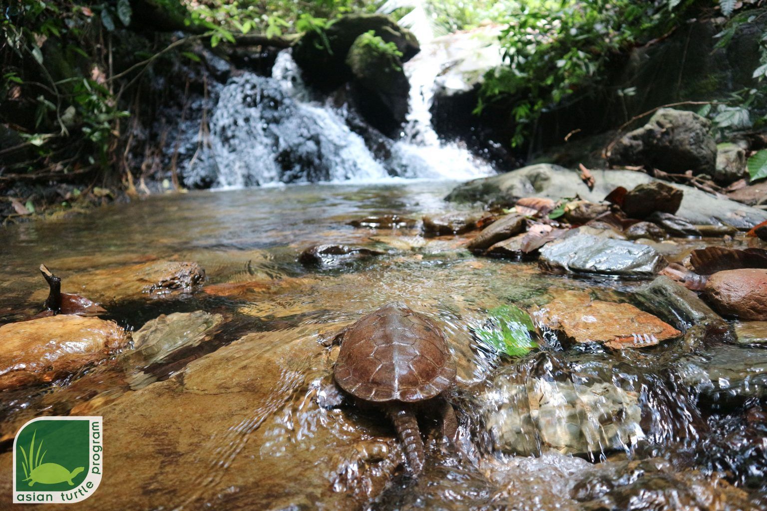 Healthy Big-headed turtles found in the wild four years after release ...