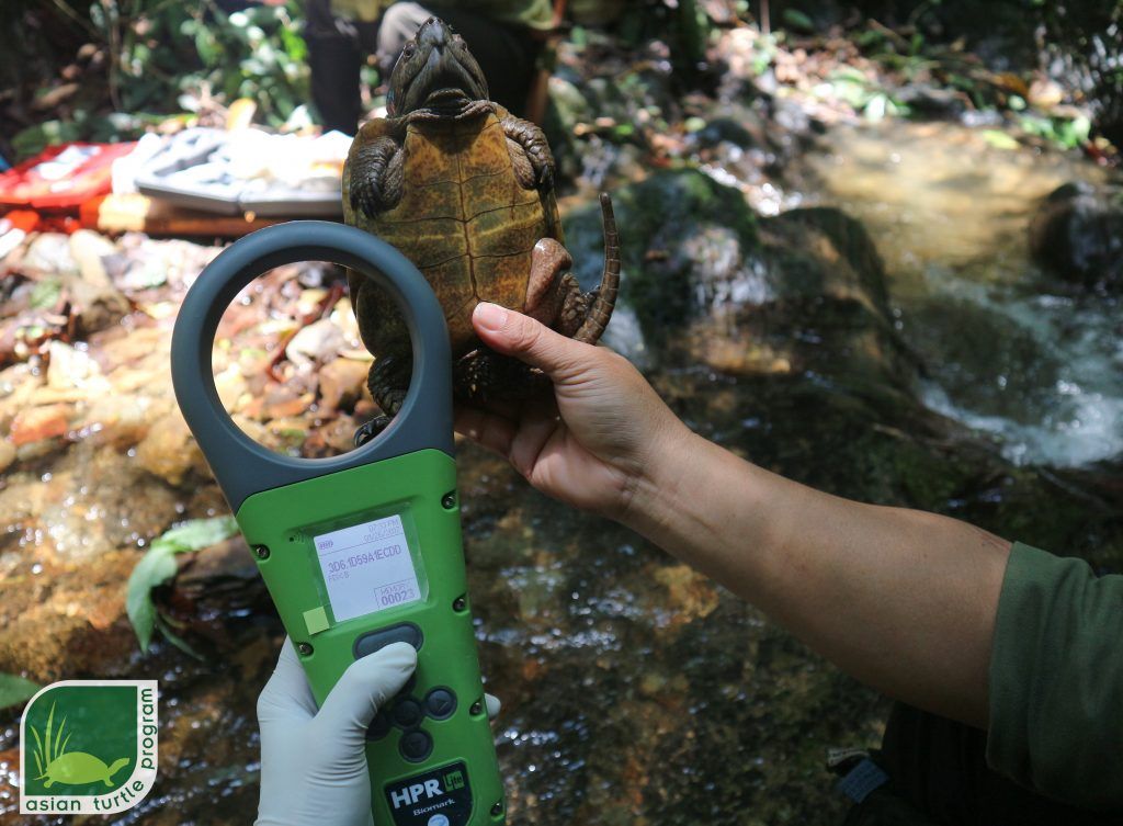 Healthy Big-headed Turtles found in the wild four years after release ...