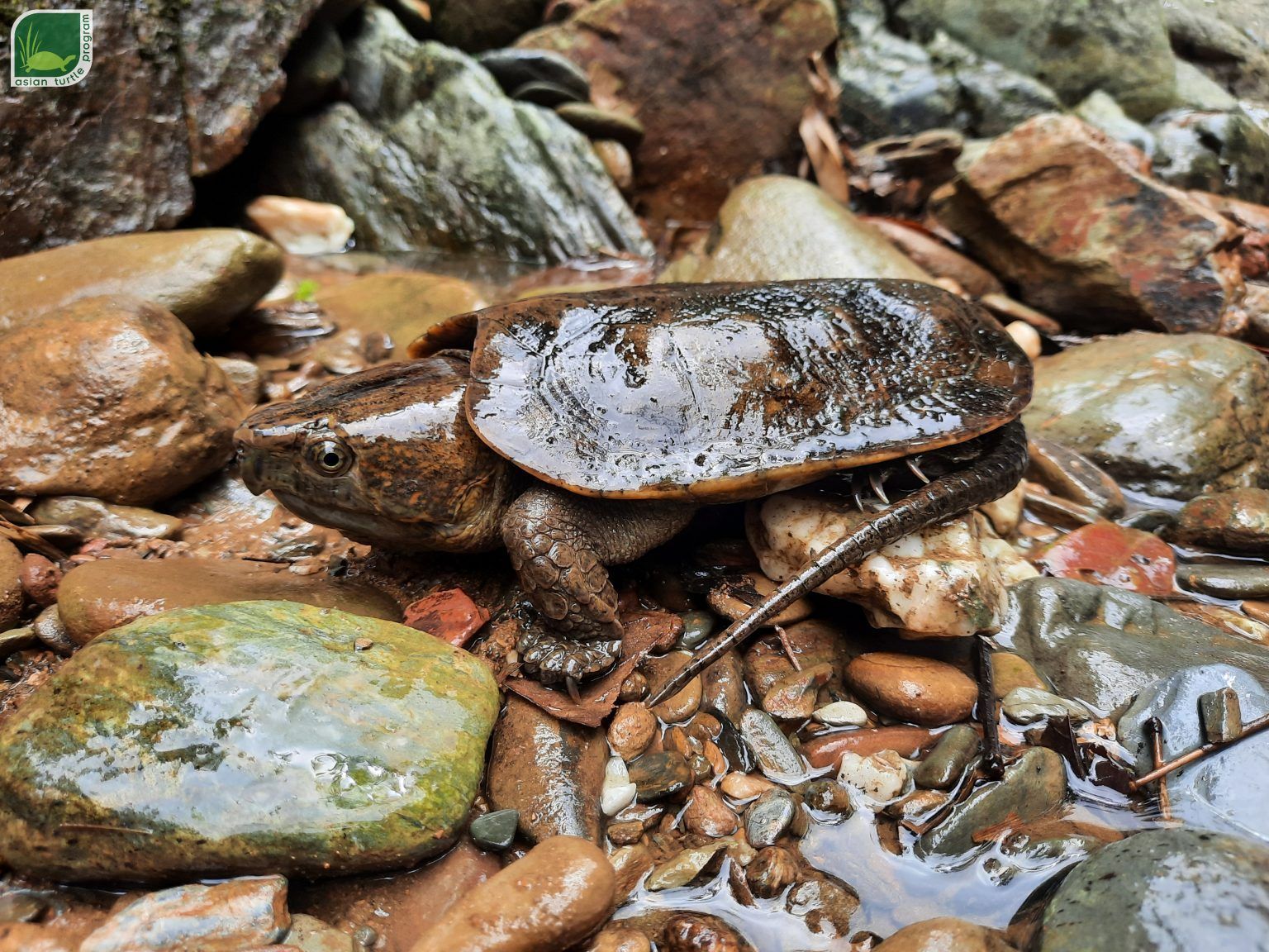 Healthy Big-headed Turtles found in the wild four years after release ...